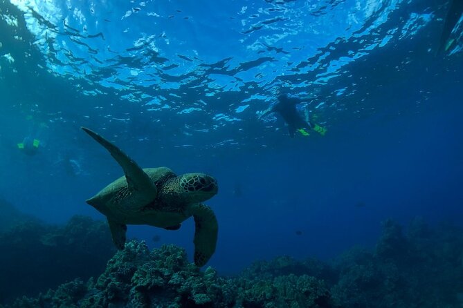 South Shore Turtle Kayak and Snorkel Experience - What Travelers Are Saying