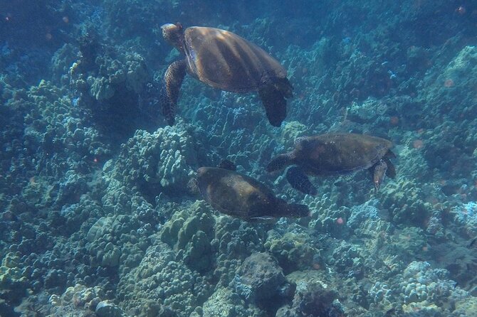 South Shore Turtle Kayak and Snorkel Experience - Who Will Love This Tour?