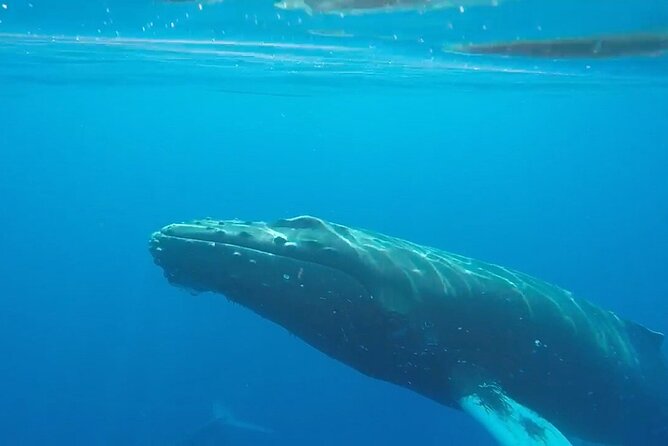 South Shore Turtle Kayak and Snorkel Experience - Final Thoughts