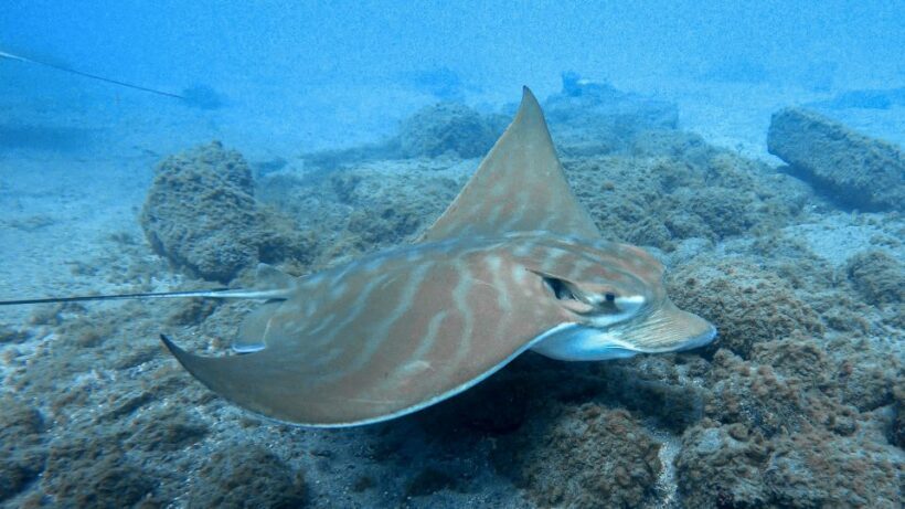 South Tenerife: Guided Snorkeling - What Makes This Snorkeling Tour Stand Out?