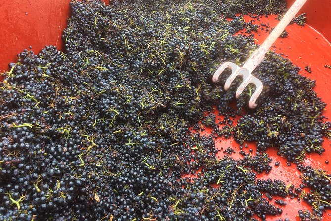 Southern Burgundy Wine Tour - Full Day Shared tour from Lyon - Final Thoughts