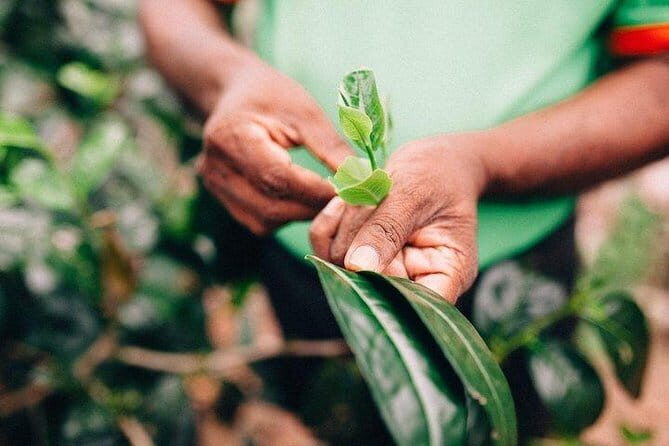 Southern Coast Highlights from Mirissa - Practical Details & What It Means for You