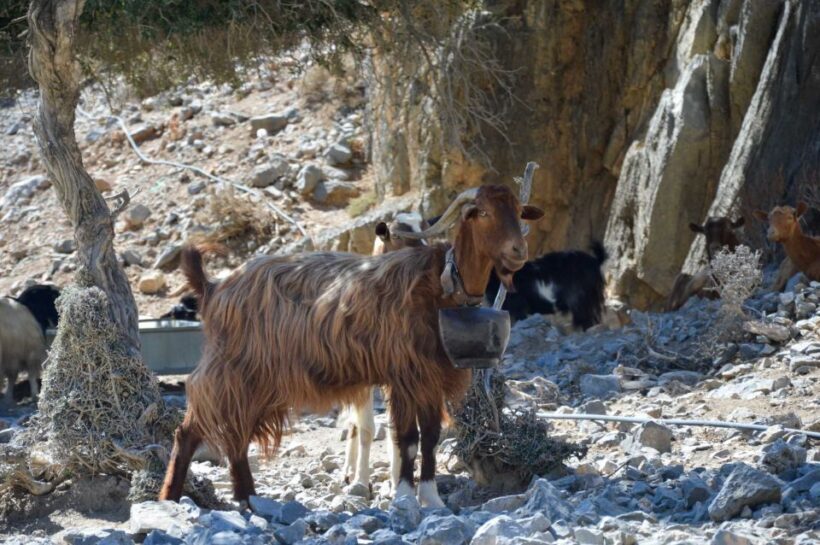 Southern Crete: Land Rover Safari With Lunch and Wine - Who Will Love This Experience?