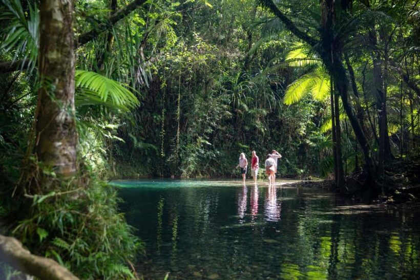 Southern Daintree Explorer Tour - Half Day - What Travelers Say