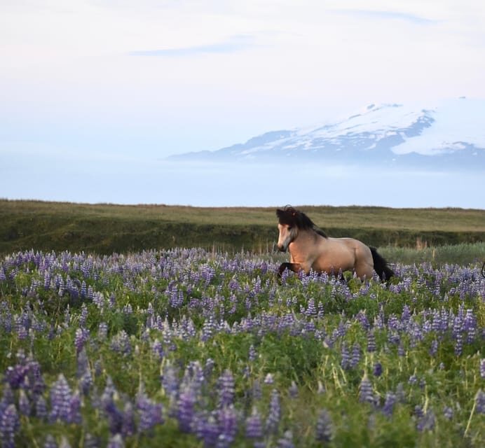 southern Iceland: Black beach riding tour - Key Points