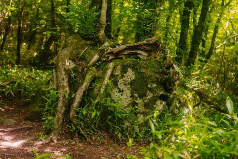 Southern Jeju Healing UNESCO Small Group Day Tour - Final Thoughts: Who Will Truly Enjoy This Tour?