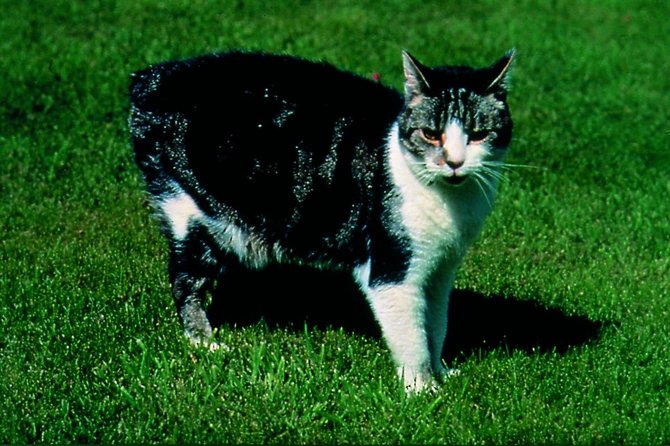 Southern Manxland Tour of Isle of Man 1-6 Person Upto 30 Person - What to Expect From the Southern Manxland Tour