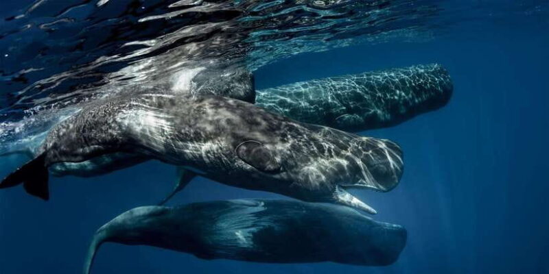 Southern Sri Lanka: Sea, Sand & Marine Life 2-Day Tour - Who This Tour Is Best For