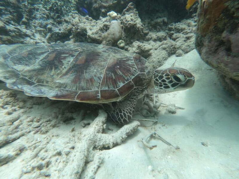 SouthWest Secret Gili,Gili Layar,Gili Gede&Gili Rengit - The Highlights of Each Island Stop