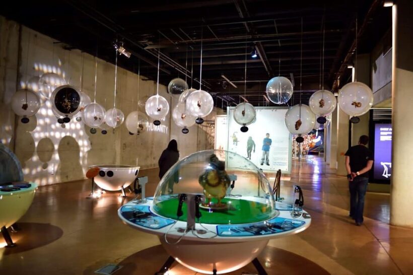 Soweto, Cradle of Mankind, Lions Park & Lesedi Cultural Vill - Key Points