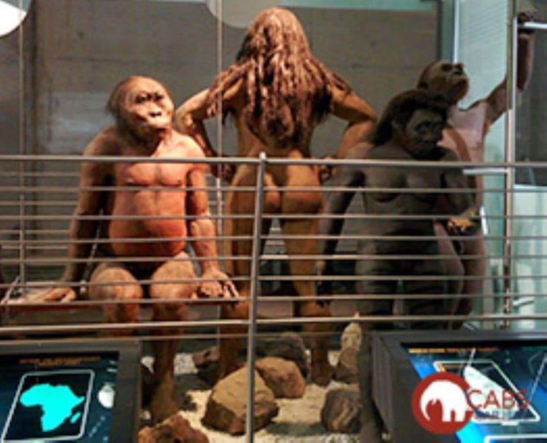 Soweto, Cradle of Mankind, Lions Park & Lesedi Cultural Vill - Lesedi Cultural Village: A Tapestry of Traditions