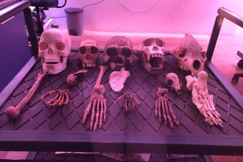 Soweto, Cradle of Mankind, Lions Park & Lesedi Cultural Vill - Practicalities and Tips for the Day