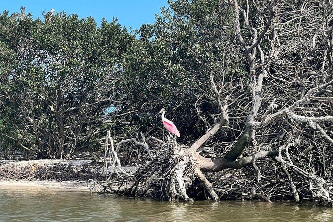Space Coast Manatee & Coastal Wildlife Kayak Tour - The Sum Up