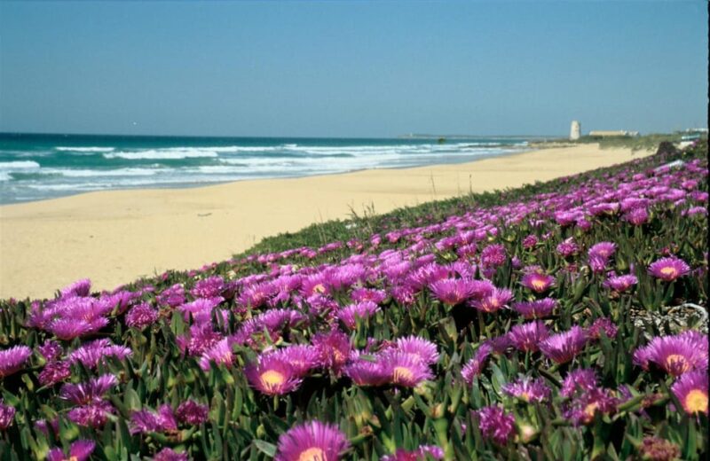 Spain's Best Beaches: Day-Trip from Seville - FAQ