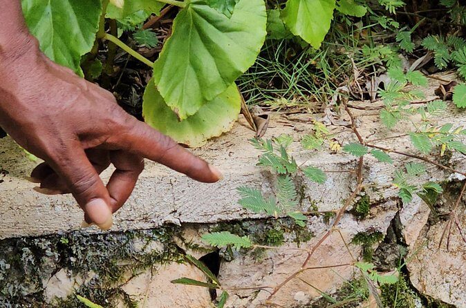 Spanish, French Full Day Tour in St Ann, Jamaica - FAQs