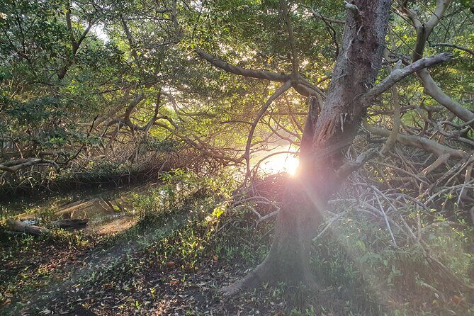 Spanish Lagoon Mangrove Trail & Bird Watching - Key Points