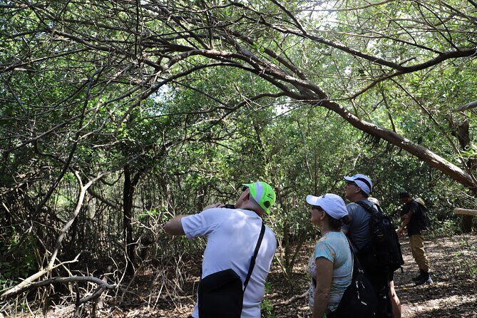 Spanish Lagoon Mangrove Trail & Bird Watching - Timing and Practicalities
