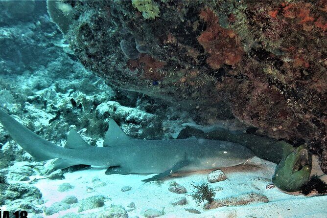 SPECIAL!! 2 Tank Wreck & Drift Reef dives - Introduction: A Deep Look at Isla Mujeres 2-Tank Wreck & Reef Tour