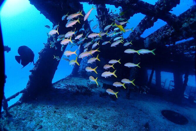 SPECIAL!! 2 Tank Wreck & Drift Reef dives - What Travelers Say: Authentic Voices