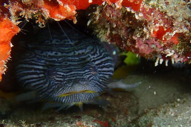 SPECIAL!! 2 Tank Wreck & Drift Reef dives - The Sum Up: Who Will Love This Tour?