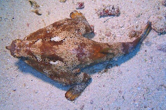 SPECIAL!! 2 Tank Wreck & Drift Reef dives - FAQ