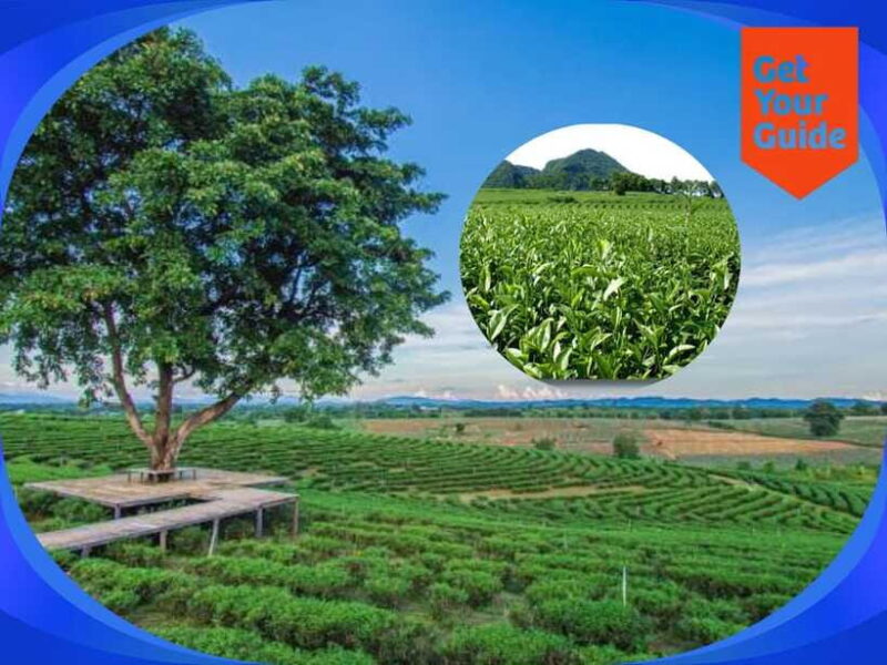 Special Chiang Rai: One Day Tour with Private Driver - Who Should Consider This Tour?