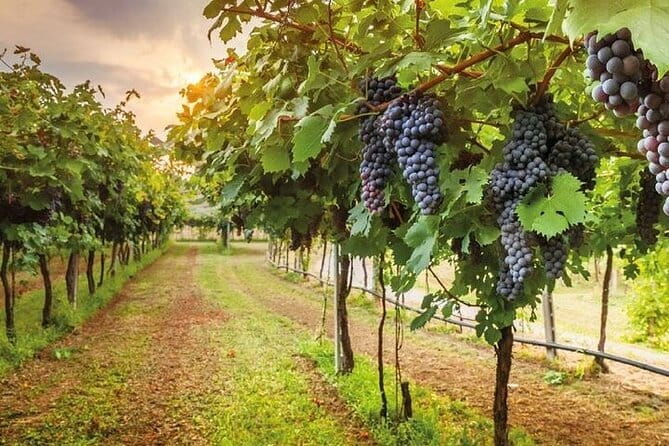 Special Chianti Afternoon Wine Tour from Florence - The Bottom Line