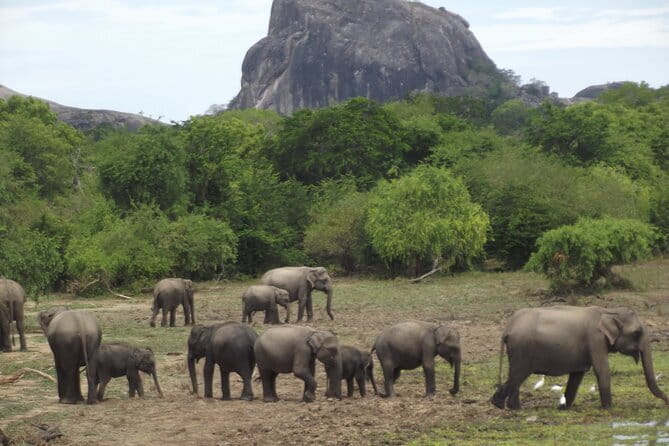 Special Elephants Safari from hambantota Port - Key Points