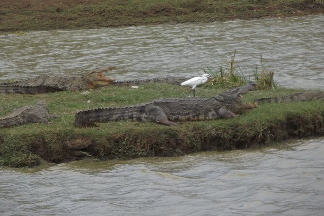 Special Elephants Safari from hambantota Port - What Makes This Safari Stand Out