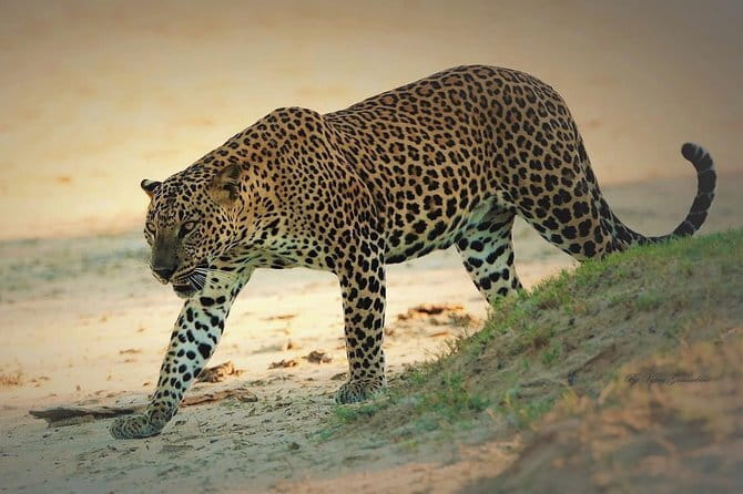 Special Elephants Safari from hambantota Port - Who Is This Safari Best For?