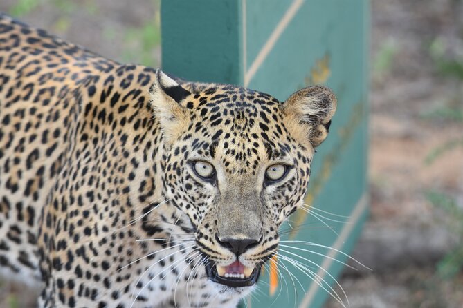 Special Leopard Safari Tour in Yala National Park by Malith & the team - The Experience in Context