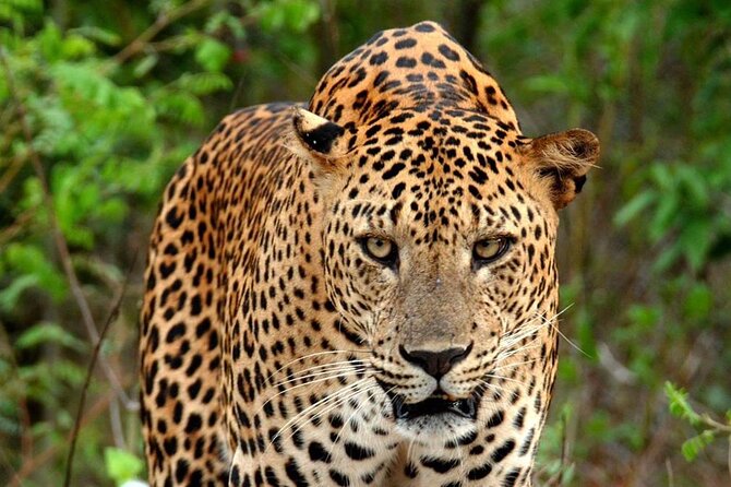 Special Leopard Safari Tour in Yala National Park by Malith & the team - The Sum Up: Who is this safari best suited for?