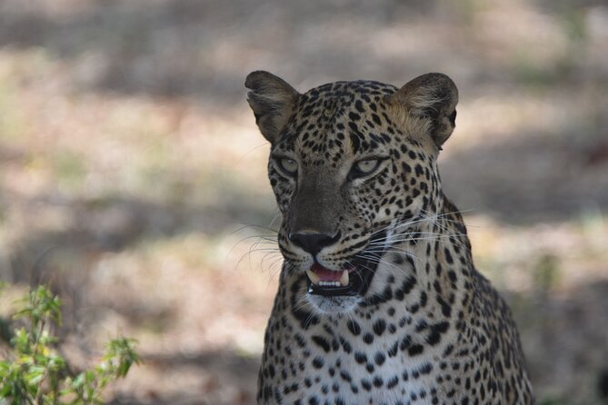 Special Leopard Safari Tour in Yala National Park by Malith & the team - FAQ