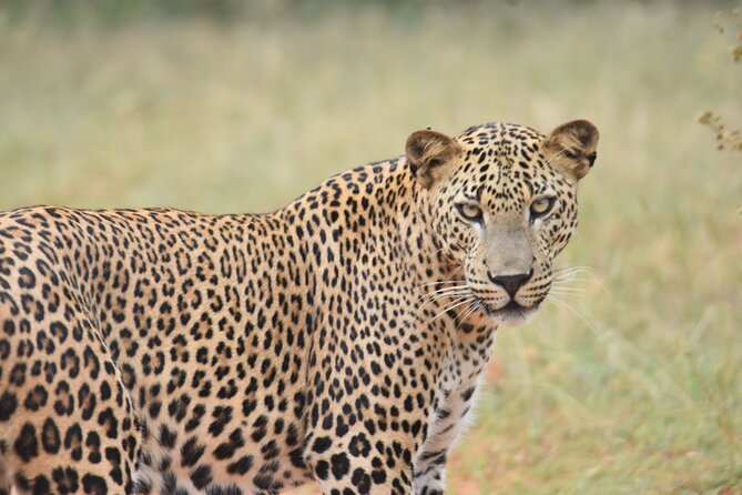 Special Leopard Safari Tour in Yala National Park by Malith & the team - Final Thoughts