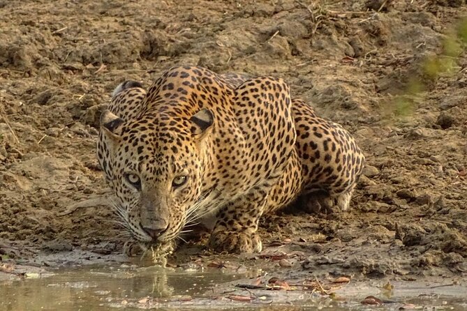 Special leopards safari Yala National park - 04.30 am to 11.30 am - Authentic Perspectives from Other Travelers