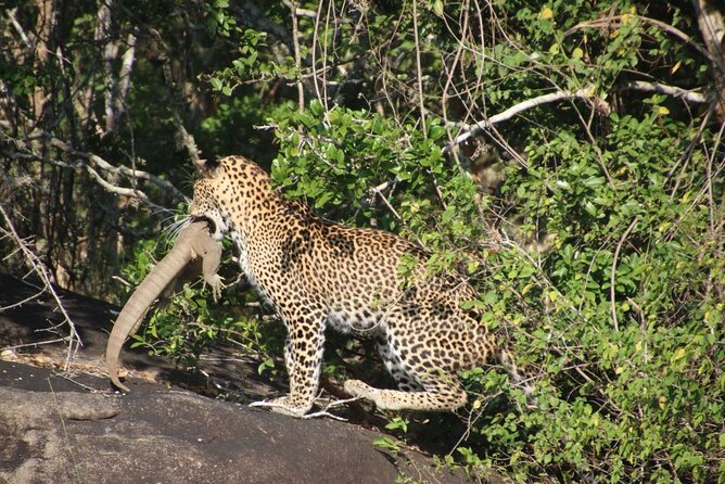 Special leopards safari Yala National park - 04.30 am to 11.30 am - Final Thoughts: Who Will Love This Safari?