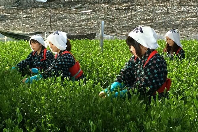 Special Matcha Tea Picking, Factory Tour and Casual Tea Ceremony - Key Points