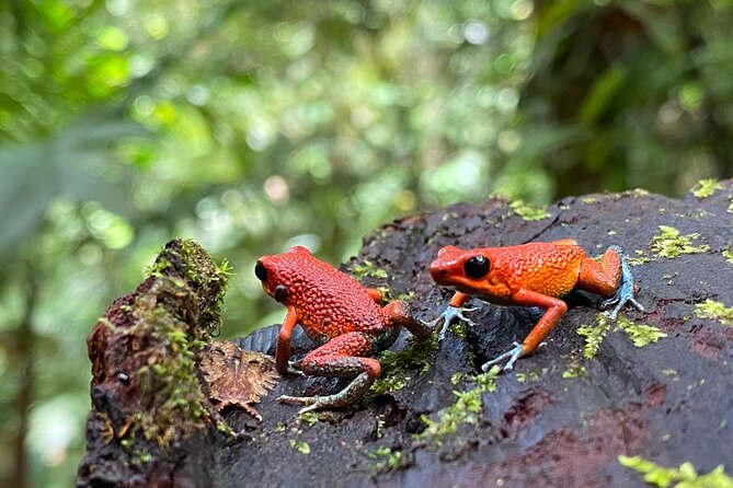 Special Private Waterfalls and Jungle Safari Tour - Gourmet Lunch and Refreshments