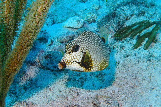 SPECIAL! Snorkel at MUSA - The Underwater Museum Reservation - What the Reviews Say