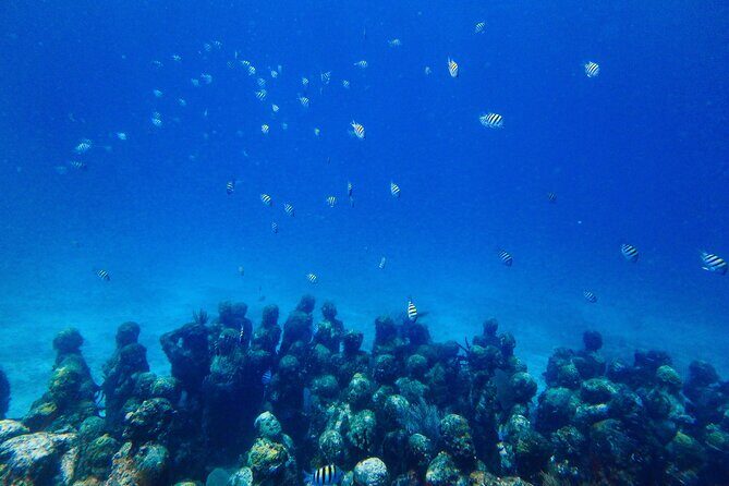 SPECIAL! Snorkel at MUSA - The Underwater Museum Reservation - Who Will Love This Tour?