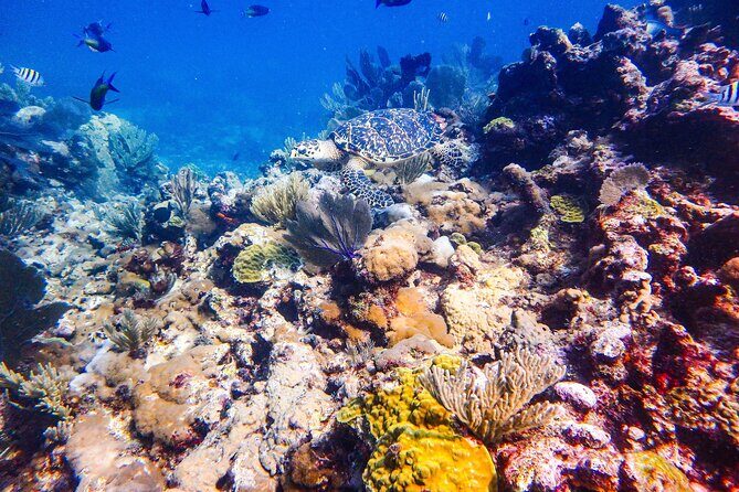 SPECIAL! Snorkel at MUSA - The Underwater Museum Reservation - The Sum Up: Is This Tour Right for You?