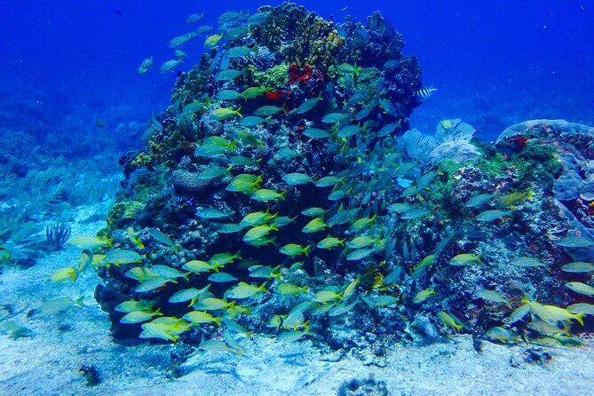 SPECIAL! Snorkel at MUSA - The Underwater Museum Reservation - FAQ: Your Practical Questions Answered