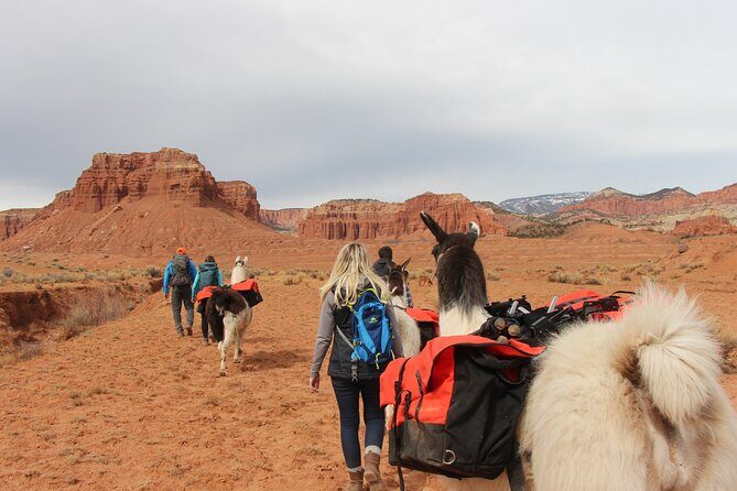 Spectacular 8-Hour Guided Llama Hike with Lunch and Dinner - The Price: Is It Worth It?