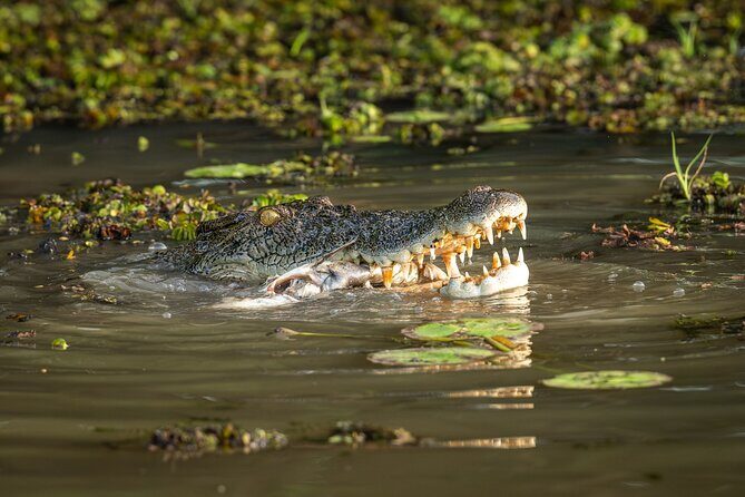 Spectacular Jumping Crocodile Cruise with Darwin Transfer Bus - Introduction to the Tour Experience