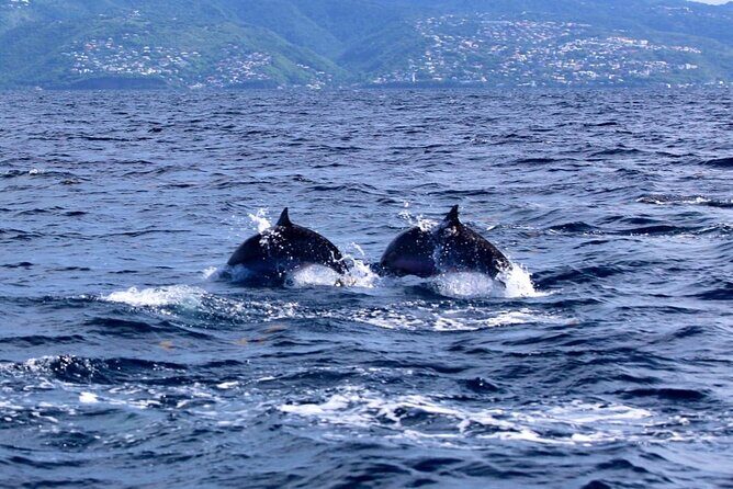 Speed Boat Dolphins and Turtles Full Day - The Value of This Experience