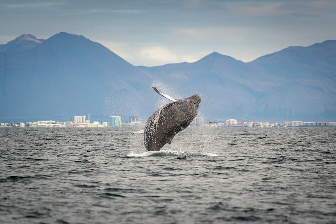 Speedboat Whale Watching Small-Group Tour in Reykjavik - Who Will Love This Tour?