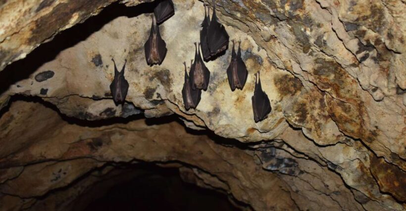 Speleology in the Arouca Geopark´s Tungsten Mines - An In-Depth Look at the Experience