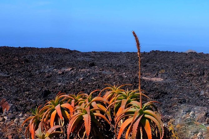 Speleology Tour in Cueva De Las Palomas in La Palma - Key Points