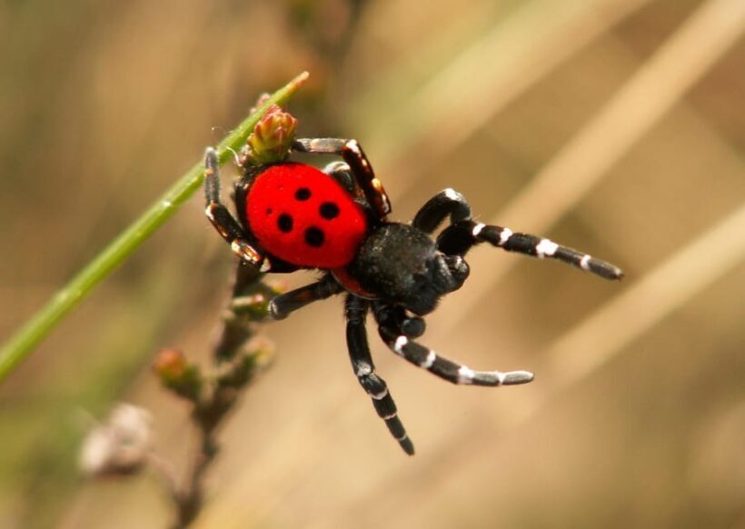 SPIDERS - WATCHING - Getting to Know the Spiders of the Alps