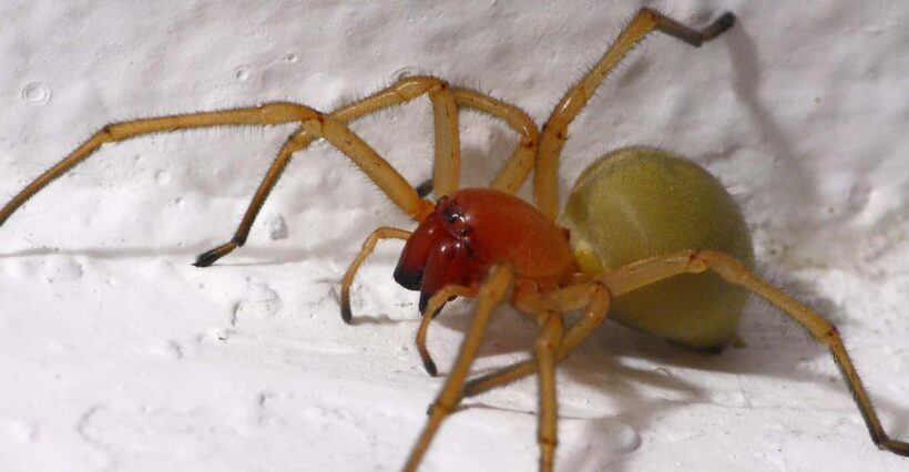 SPIDERS - WATCHING - FAQs